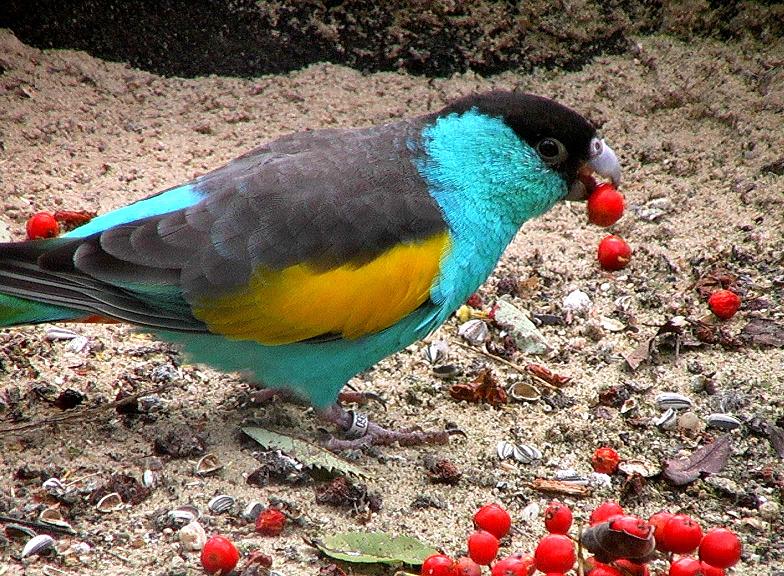 feldker-sittiche.de - Hoodedsittich